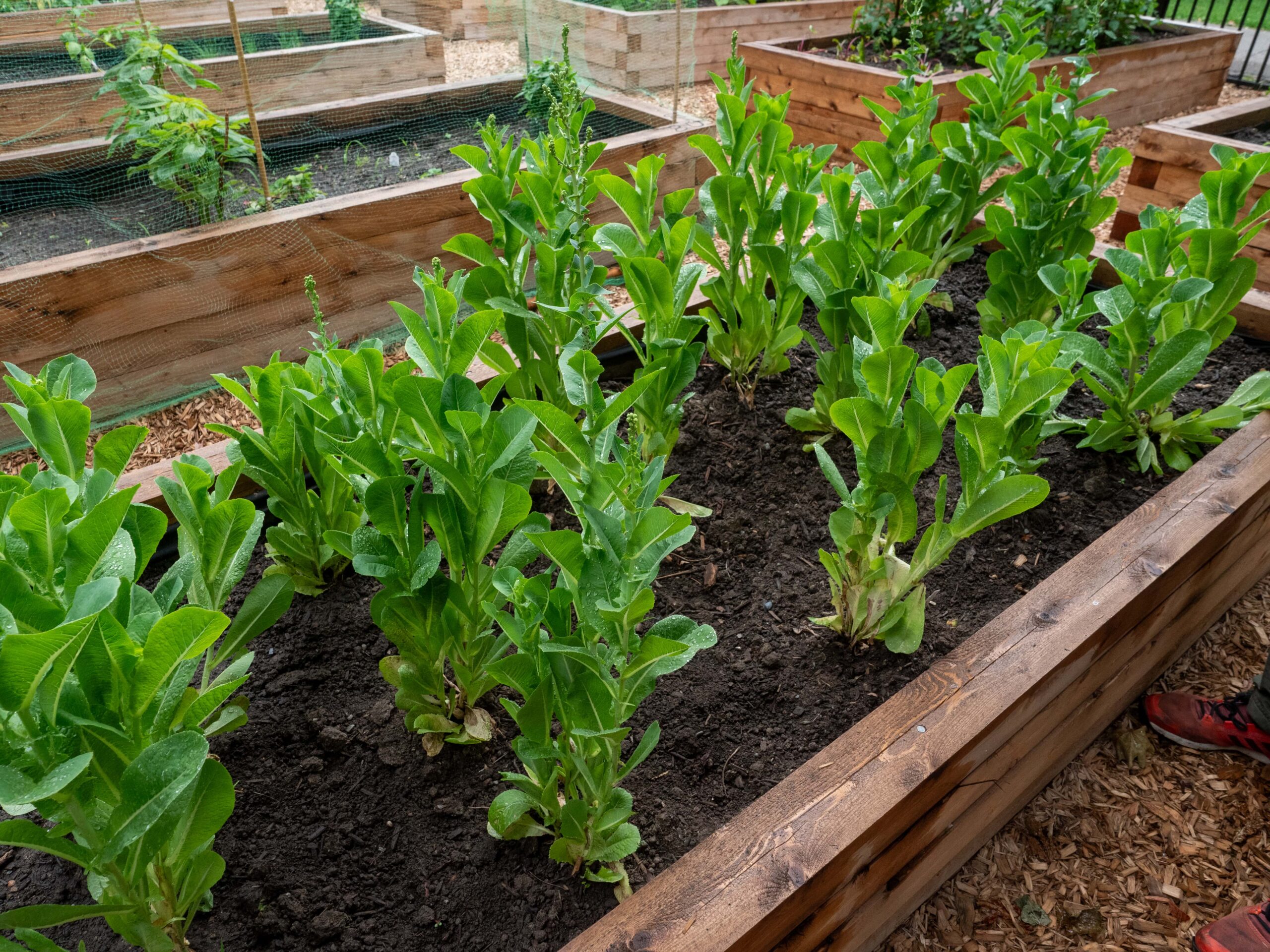 Peer-Led Workshops - Building Roots